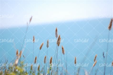 تصویر با کیفیت فصل بهار همراه با فصل بهار و گیاه سر سبز ایران طرح