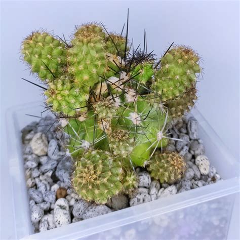 Copiapoa Furniture And Home Living Gardening Plants And Seeds On Carousell
