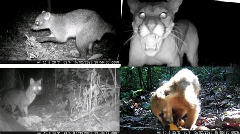OnÇa Gigante Guaxinim Quati Ataque Impressionante Youtube
