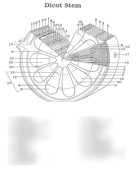 Biology Lab Practical Diagram Quizlet