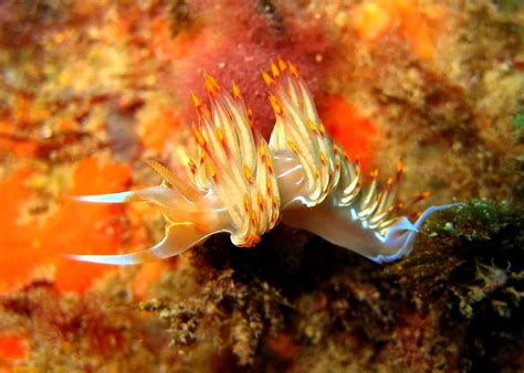 610 Красиві шпалери на робочий стіл Риба Hd Скачати Безкоштовно фото