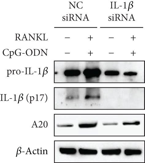 Cpg Odn Is Involved In The Regulation Of Traf6 A20 And Il 1β A B
