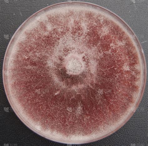 镰刀菌在pda营养培养基上生长，28天后，将之前的培养基接种在5cm有盖培养皿上的琼脂盘