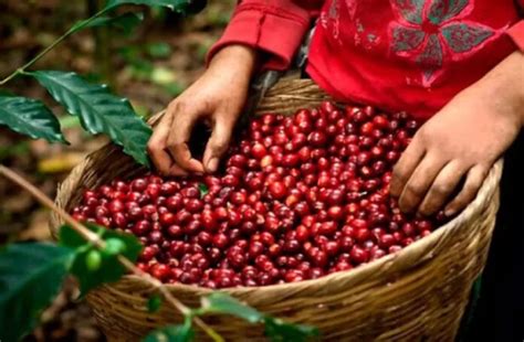 Honduras Ha Exportado Unos 58 Millones De Quintales De Café En La