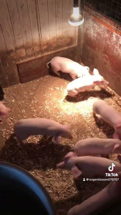 Поросята поросятки Youtube