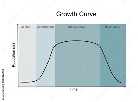 Vector De Stock The Growth Curve A Lag Exponential Or Log Stationary And Death Or Decline