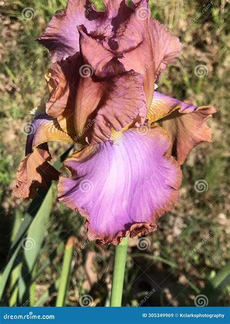 Gorgeous Lavender Mauve And Amber Tall Bearded Iris With Yellow Beards