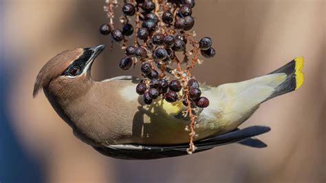 Cedar Waxwing Photograph By Paul Martin Fine Art America