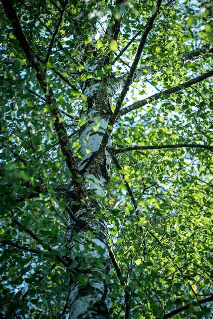 Árbol Naturaleza Sucursales Foto gratis en Pixabay Pixabay
