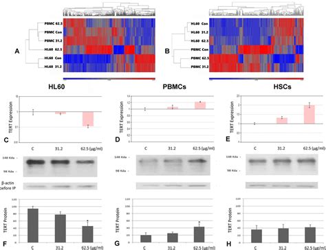 TERT Gene And Protein Expression Among Different Treatment And Cells Download Scientific