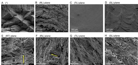 Sem Micrographs Of Fractured Sections Of Elephant Dentin The Fractures Download Scientific