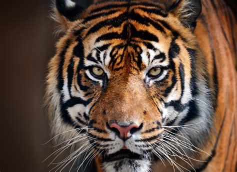 Activa 30 factos que provavelmente não sabia sobre animais