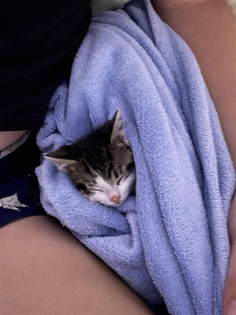 Neat Little Feet On Her First Vet Visit Rkittens