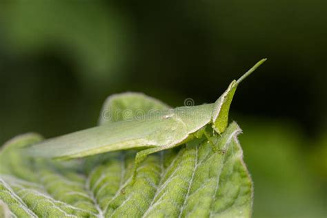 Image Of Slant Faced Or Gaudy Grasshopper On Nature Background Stock