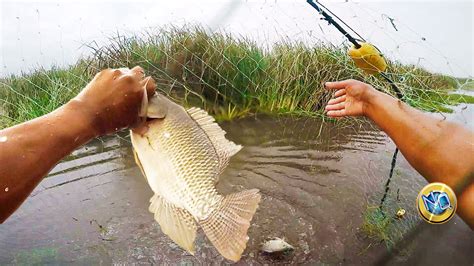 Pesca En Laguna Atrapando Grandes Tilapias YouTube