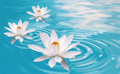 Water Lilies Flowers Wallpaper 34015325 Fanpop