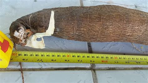 Agricultor Colhe Macaxeira Gigante Dois Metros Em Penedo Alagoas