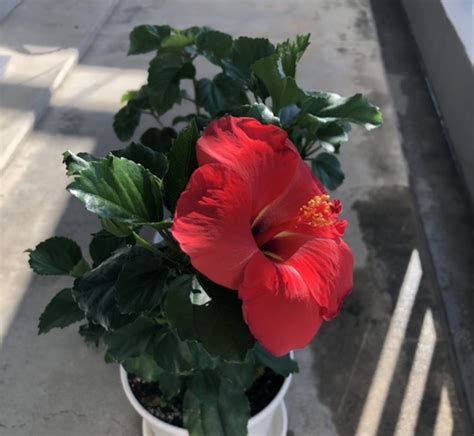ハイビスカスの葉が黄色くなる原因 ベランダと部屋で育てる植物