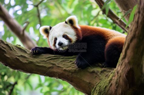 浣熊动物高清图片下载 正版图片600721374 摄图网