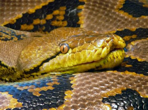 Animales en el Planeta La pitón reticulada Python reticulatus