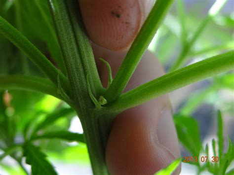 Sexing Help W HQ PICS Cannabis Cultivation Growery Message Board