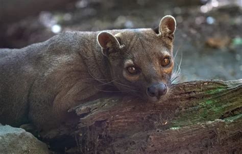 Wallpaper Look Face Portrait Lies Fossa For Mobile And Desktop Section животные Resolution