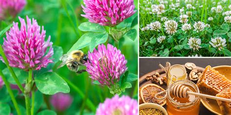 Clover Honey The Lost Herbs