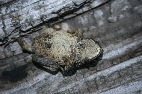 Fowlers Toad Anaxyrus Fowleri Reptiles And Amphibians Of Iowa