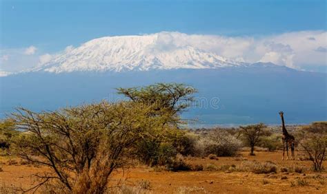 Kilimanjaro La Montaña Más Alta De África Del Parque Nacional De