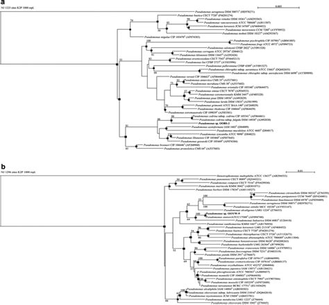 Nj Phylogenetic Tree Based On 16s Rrna Gene Sequences Showing The