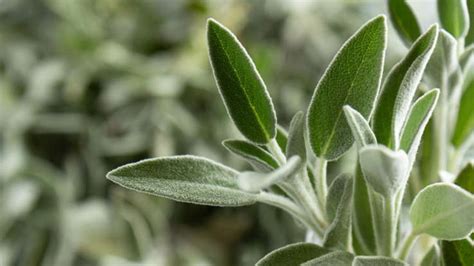 Grow Better Carrots With These Companion Plants