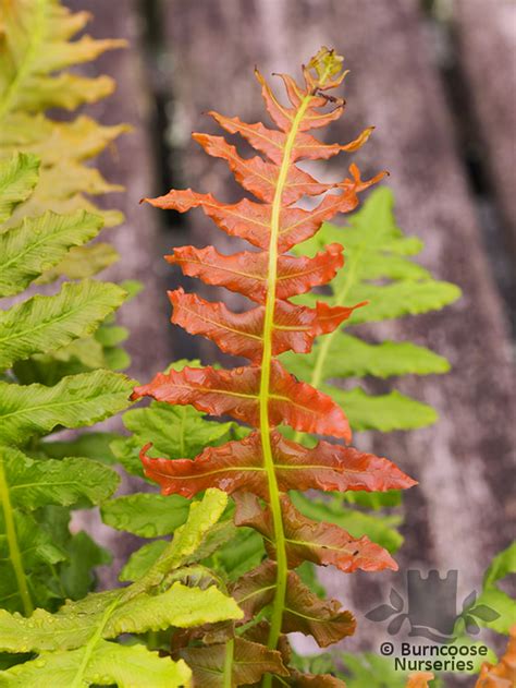 Hardy Ferns Blechnum Brasiliense 'Volcano' from Burncoose Nurseries