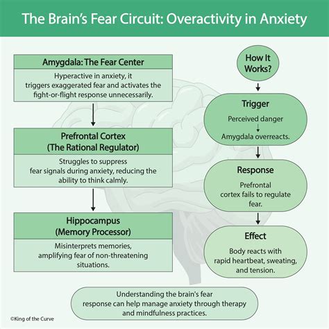 Understanding The Brains Fear Circuit In Anxiety A Must Know For Mcat Success — King Of The Curve
