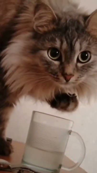 самый милый и любимый котик ️Басик мы скучаем по тебе 💔 Youtube