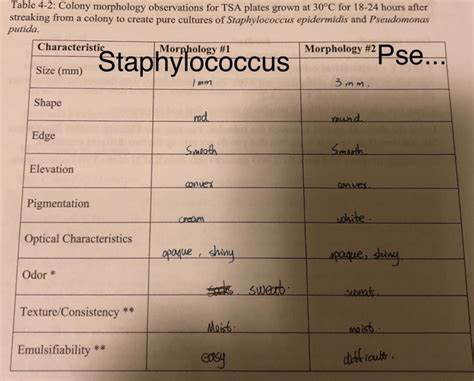 Solved Table 4 1 Colony Morphology Observations For TSA Chegg
