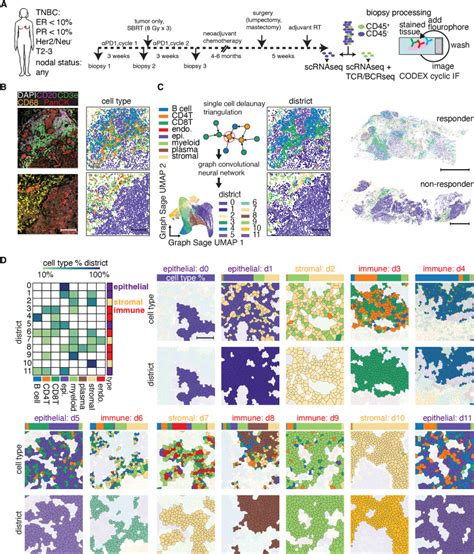 Single Cell And Spatial Profiling Identify Three Response Trajectories To Pembrolizumab And