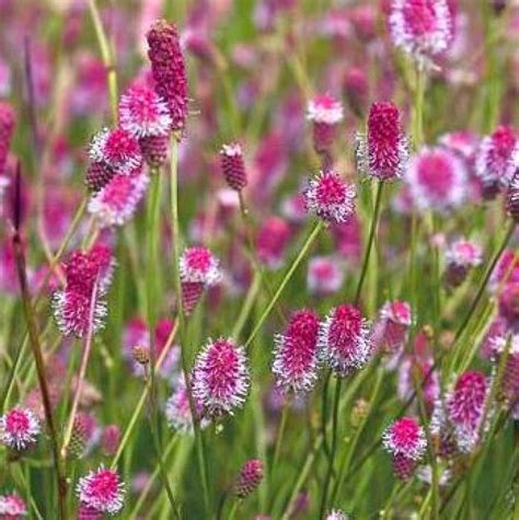 Кровохлебка Pink Tanna 1 шт. – купить в питомнике Гарден Класс