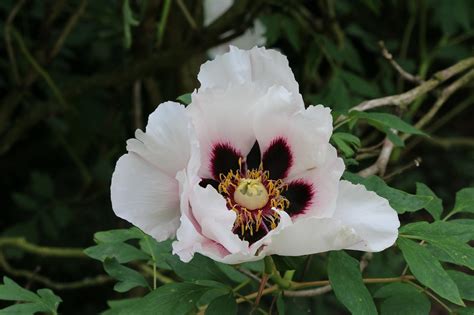 모란 꽃 관목 Pixabay의 무료 사진 Pixabay