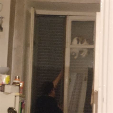 My Cat Stucked Between The Window And The Shutter Rtightpussy
