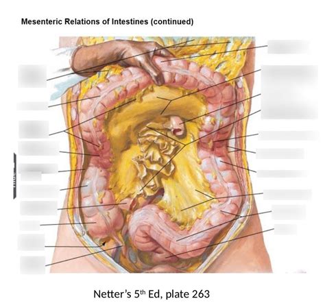 Intestines Netters Image Diagram Quizlet