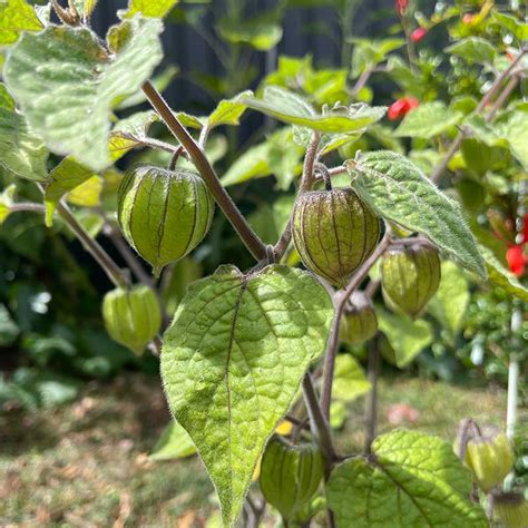 Cape Gooseberry Seeds Plants And Garden Melbourne