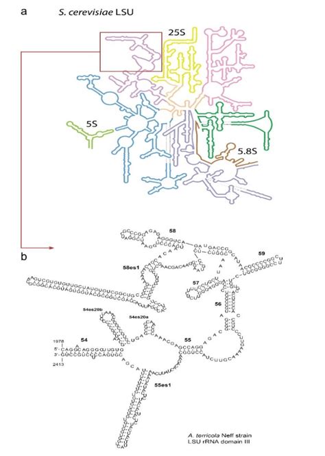 Lsu Structure A Lsu Rrna Secondary Structure Model Of The Yeast
