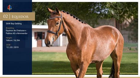 Lot 02 Callaho Equidor Equinox De Chalusse X Pablos As X Nimmerdor