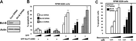 Endogenous Bcl B Mediates Nur77 Induced Apoptosis In Myeloma Cells A