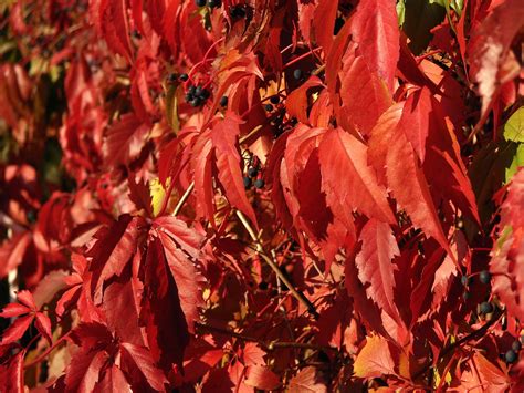 Fotos gratis naturaleza flor decoración rojo hiedra otoño