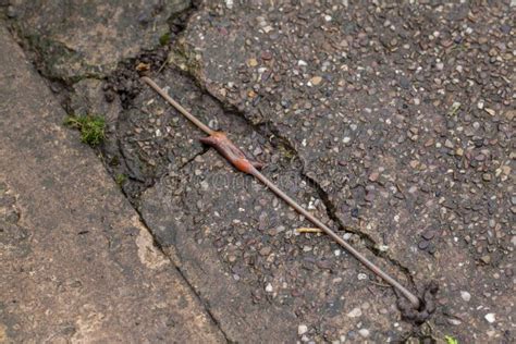 Earthworm Sexual Reproduction Stock Image Image Of Hermaphrodite