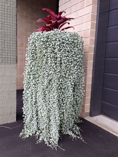 Ампельные растения для сада в кашпо 68 фото красивые картинки и Hd фото