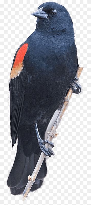 Redwing Png 이미지 Pngwing