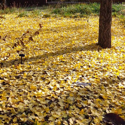 권혁준 찬 바람이 불기 전의 가을 아침 초록 빛 푸름이 넘치는 여름이 끝나고 무겁고 가벼운 가을이 겨울을 담고 다가온다 게시물의 첫 사진을 고르는 시간과 생각이
