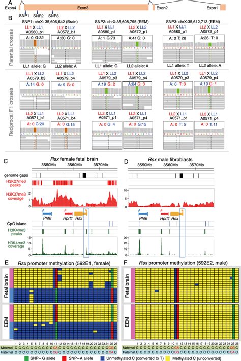 Allele Specific Expression Allele Specific Methylation And Histone Download Scientific